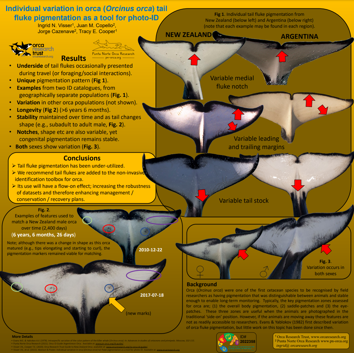 Tail Fluke Pigmentation - Orca Research Trust