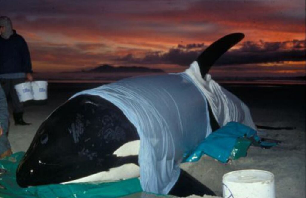 Rescued Orca Profiles - Orca Research Trust